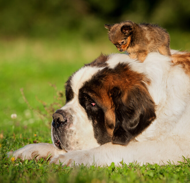 Come scegliere un cane: la guida completa per vivere felice con Fido