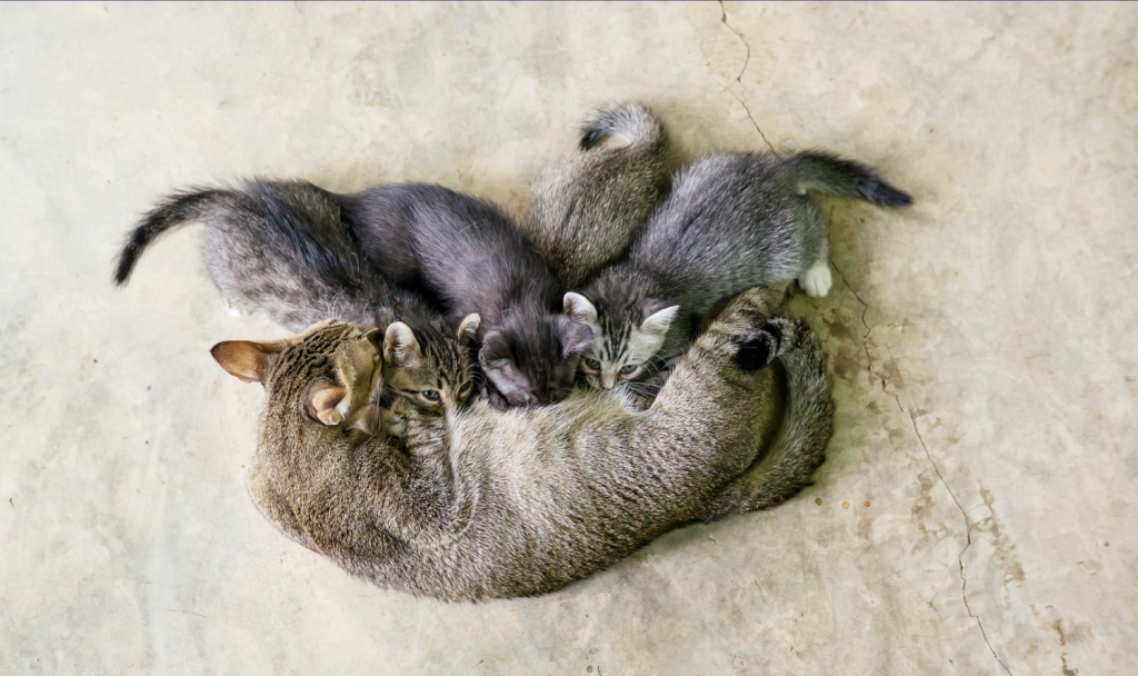 Il ciclo riproduttivo dei gatti | Io e il Mio Animale